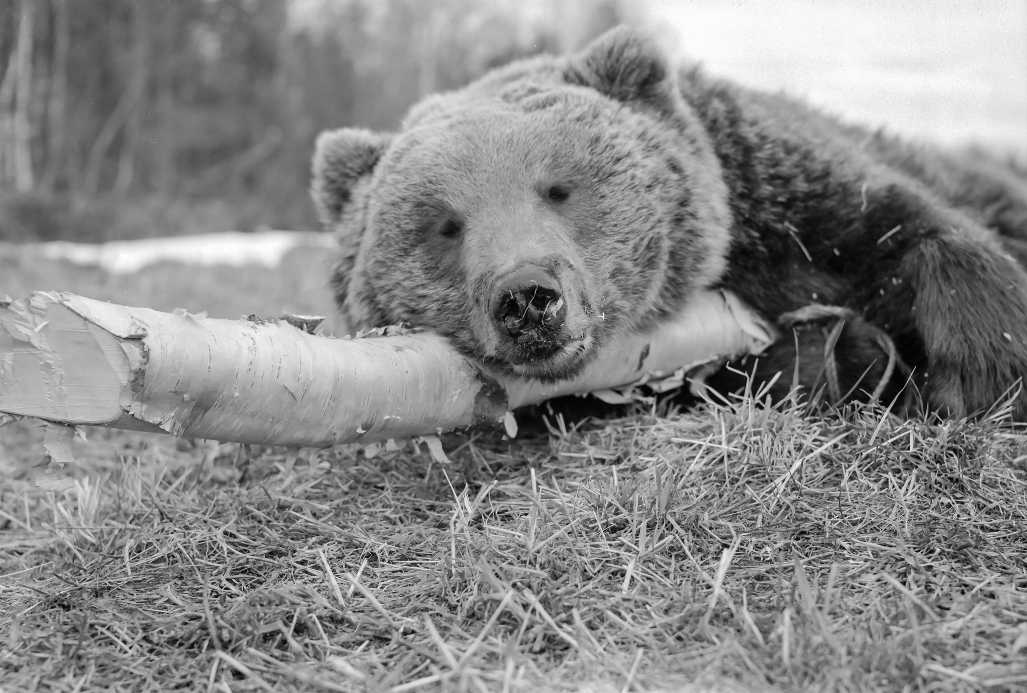 The three categories of the bear - Karhuntassu